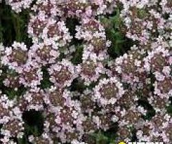 alle planten van kwekerij Bastin met een T